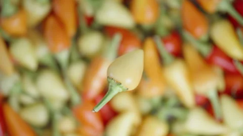 Mini Backdrop Stock Videos – Royalty-Free HD & 4K Videos