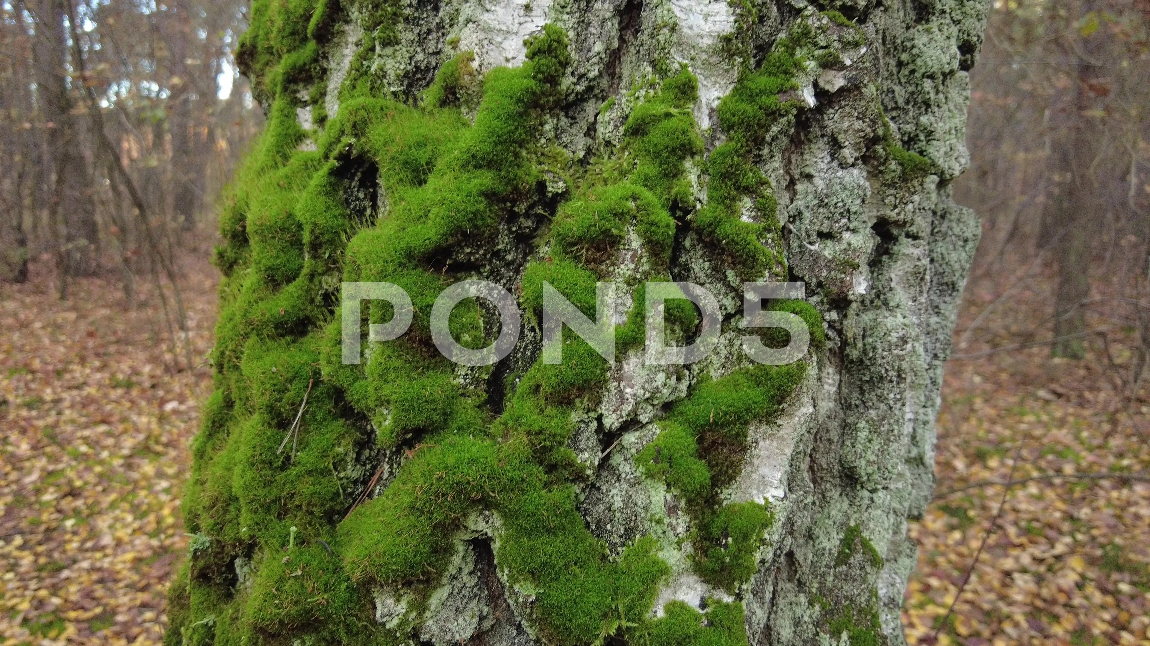 Moss On Tree Bark