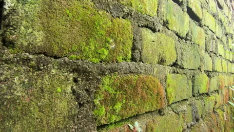 Moss Wall Texture Stock Videos – Royalty-Free HD & 4K Videos | Page 2