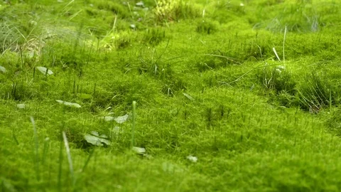 Moss Texture Stock Videos – Royalty-Free HD & 4K Videos | Pond5