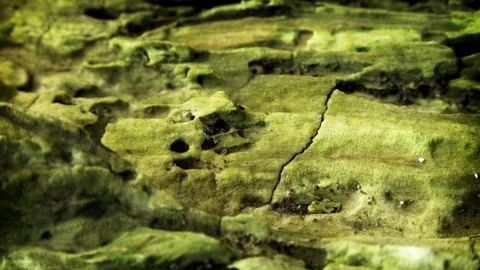 Green Wood Texture Stock Video Footage | Royalty Free Green Wood ...