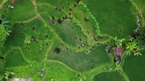 GREEN NATURE VILLAGE LANDSCAPE of INDONE... | Stock Video | Pond5