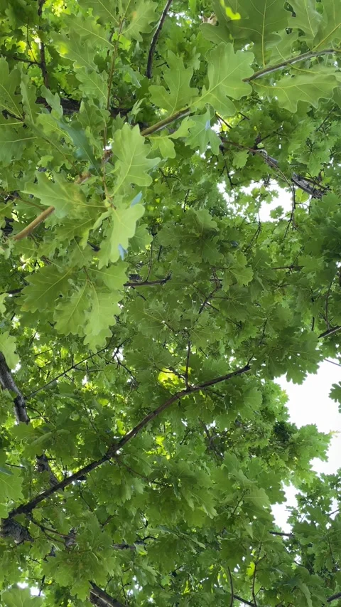 Canopy Oak Tree Stock Videos – Royalty-Free HD & 4K Videos | Pond5