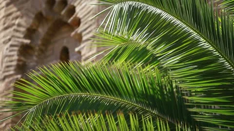 Green pain tree leaves in the wind and a... | Stock Video | Pond5