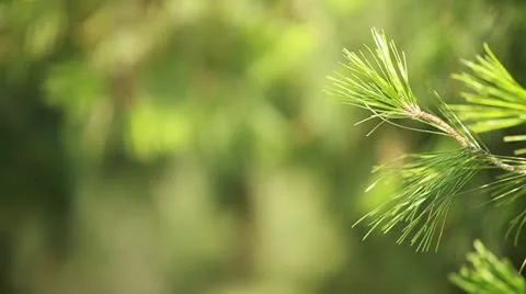 Green pain tree leaves in the wind over ... | Stock Video | Pond5