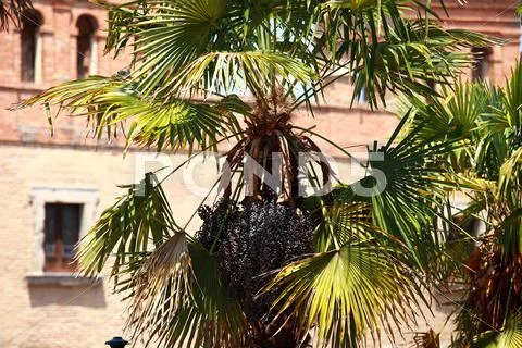 Green pain tree leaves in the wind and architectural background. Stock ...
