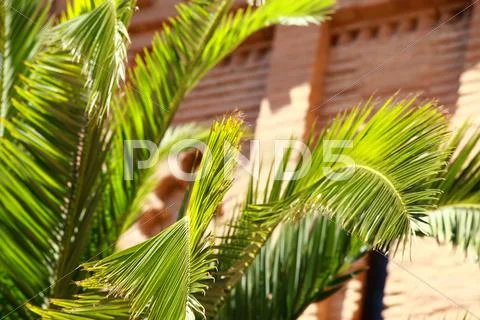 Green pain tree leaves in the wind and architectural background. Stock ...