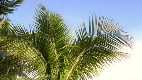 Green palm tree waving in the wind with ... | Stock Video | Pond5