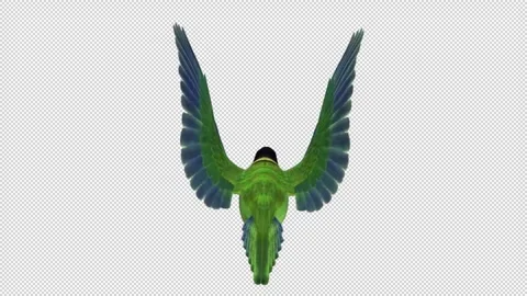 Green Parakeet - American Parrot Bird - ... | Stock Video | Pond5