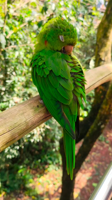 Bird Beak Video Stock Videos – Royalty-Free HD & 4K Videos