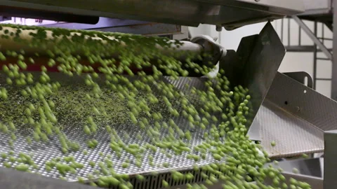 Green Peas on a Conveyor in Food Process... | Stock Video | Pond5