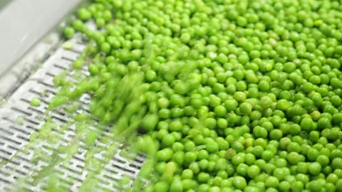 Green peas washed and sorted in a canned... | Stock Video | Pond5
