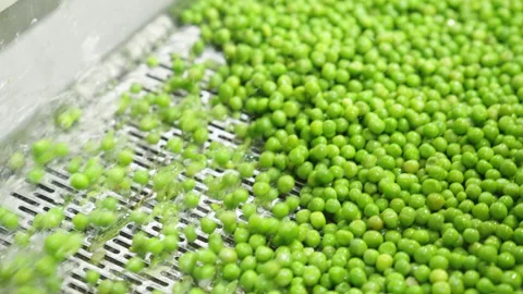 Green peas washed and sorted in a canned... | Stock Video | Pond5