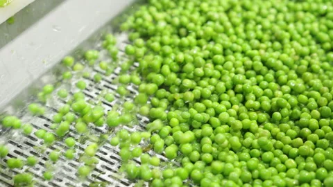 Green peas washed and sorted in a canned... | Stock Video | Pond5