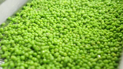 Green peas washed and sorted in a canned... | Stock Video | Pond5