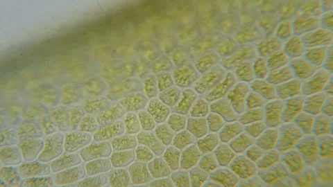 Green Plant Cells Under Microscope. Chlo... | Stock Video | Pond5