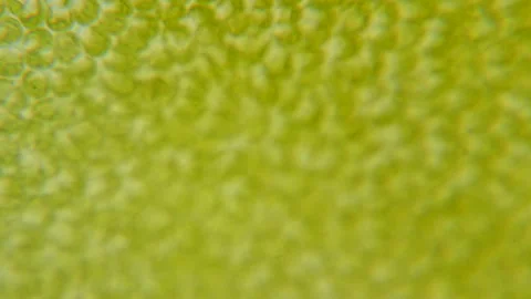 Green Plant Cells Under Microscope. Chlo... | Stock Video | Pond5