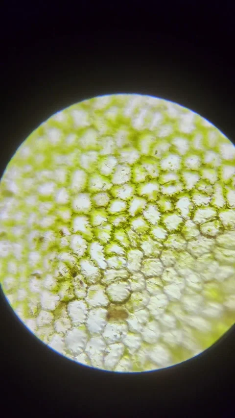 Green Plant Cells Under Microscope. Chlo... | Stock Video | Pond5