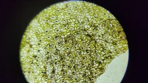 Green Plant Cells Under Microscope. Chlo... | Stock Video | Pond5