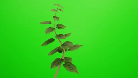 Growing Plant Green Screen Stock Footage ~ Royalty Free Stock Videos ...