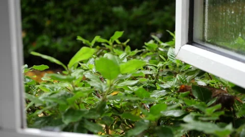 Green plant outside a window, a rainy da... | Stock Video | Pond5