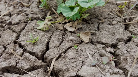 Poor Soil Stock Footage ~ Royalty Free Stock Videos | Pond5
