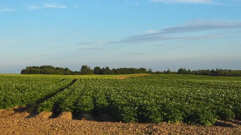 Potato With Shoot Stock Videos – Royalty-Free HD & 4K Videos