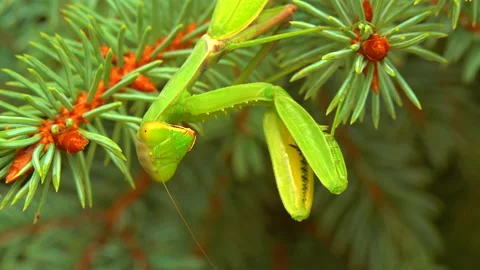 Green predator European mantis (Mantis r... | Stock Video | Pond5