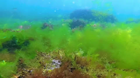 Green, red and brown algae on the seabed... | Stock Video | Pond5