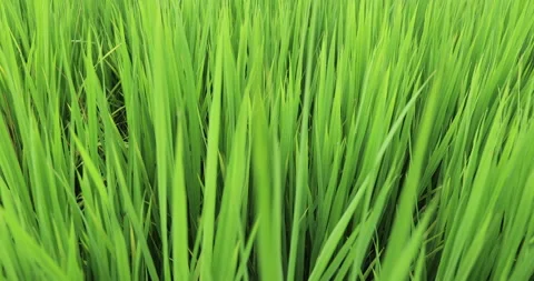 Green rice crops in growth at field | Stock Video | Pond5