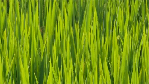 Staple Cliper Stock Videos – Royalty-Free HD & 4K Videos | Pond5