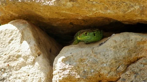 A green sand lizard in a small cave in a... | Stock Video | Pond5