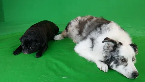Green screen australian shepherd and pug... | Stock Video | Pond5