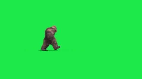Green Screen Bigfoot Yeti Walk Side Real... | Stock Video | Pond5