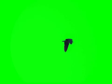 Bird Screen Stock Videos – Royalty-Free HD & 4K Videos | Pond5