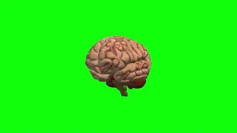 Green screen brain rotating intelligenc... | Stock Video | Pond5