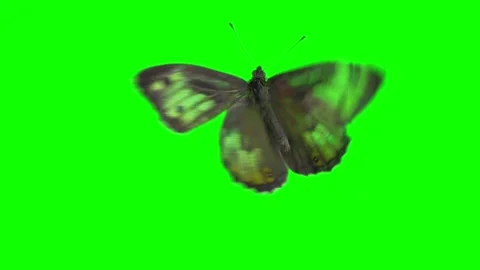 Flap Screen Stock Videos – Royalty-Free HD & 4K Videos | Pond5