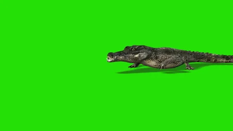 Green screen crocodile walk and attack | Stock Video | Pond5