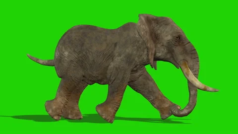 Green screen elephant run | Stock Video | Pond5