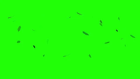 Green screen falling bird feathers anima... | Stock Video | Pond5