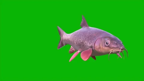 Green Screen Fish with Whiskers idle Loo... | Stock Video | Pond5