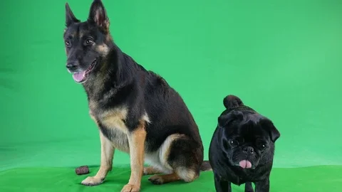 Green screen German shepherd and pug dog | Stock Video | Pond5