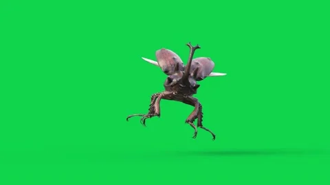 Fly Insect Green Screen Stock Video Footage | Royalty Free Fly Insect ...