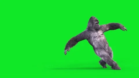Green Screen Gorilla Dances Breakdance U... | Stock Video | Pond5