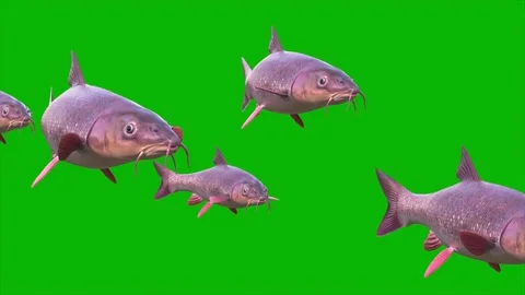 Green Screen Group of Fish with Whiskers... | Stock Video | Pond5