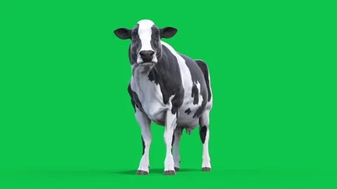 Green Screen Milkcow, Milk, Farm Animals... | Stock Video | Pond5