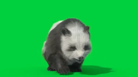 Green Screen Panda Real Fur Walks Front ... | Stock Video | Pond5