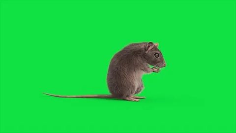 Green Screen Rat real fur Eating Side Lo... | Stock Video | Pond5