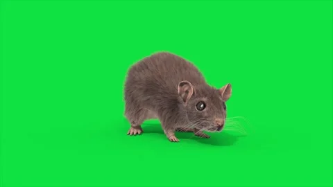 Green Screen Rat real fur Look Around Lo... | Stock Video | Pond5