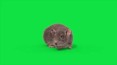 Green Screen Rat real fur Lying Loop Ani... | Stock Video | Pond5